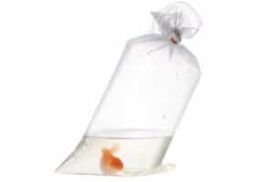 Can You Bring Fish on A Plane in 2025? TSA Fish Rules